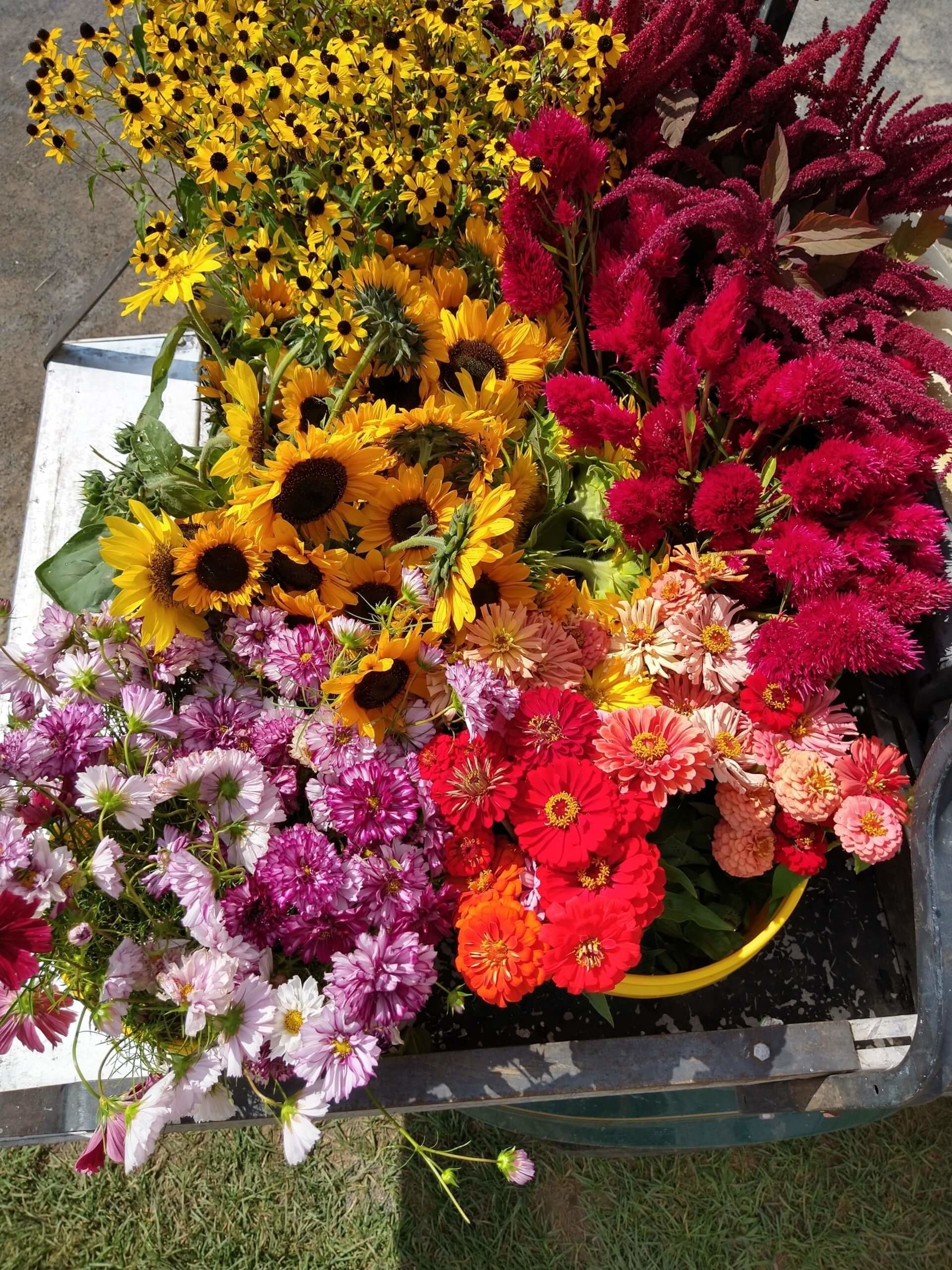 Intern Project Spotlight: Unveiling the Secrets of Garden Ecosystems: A ...