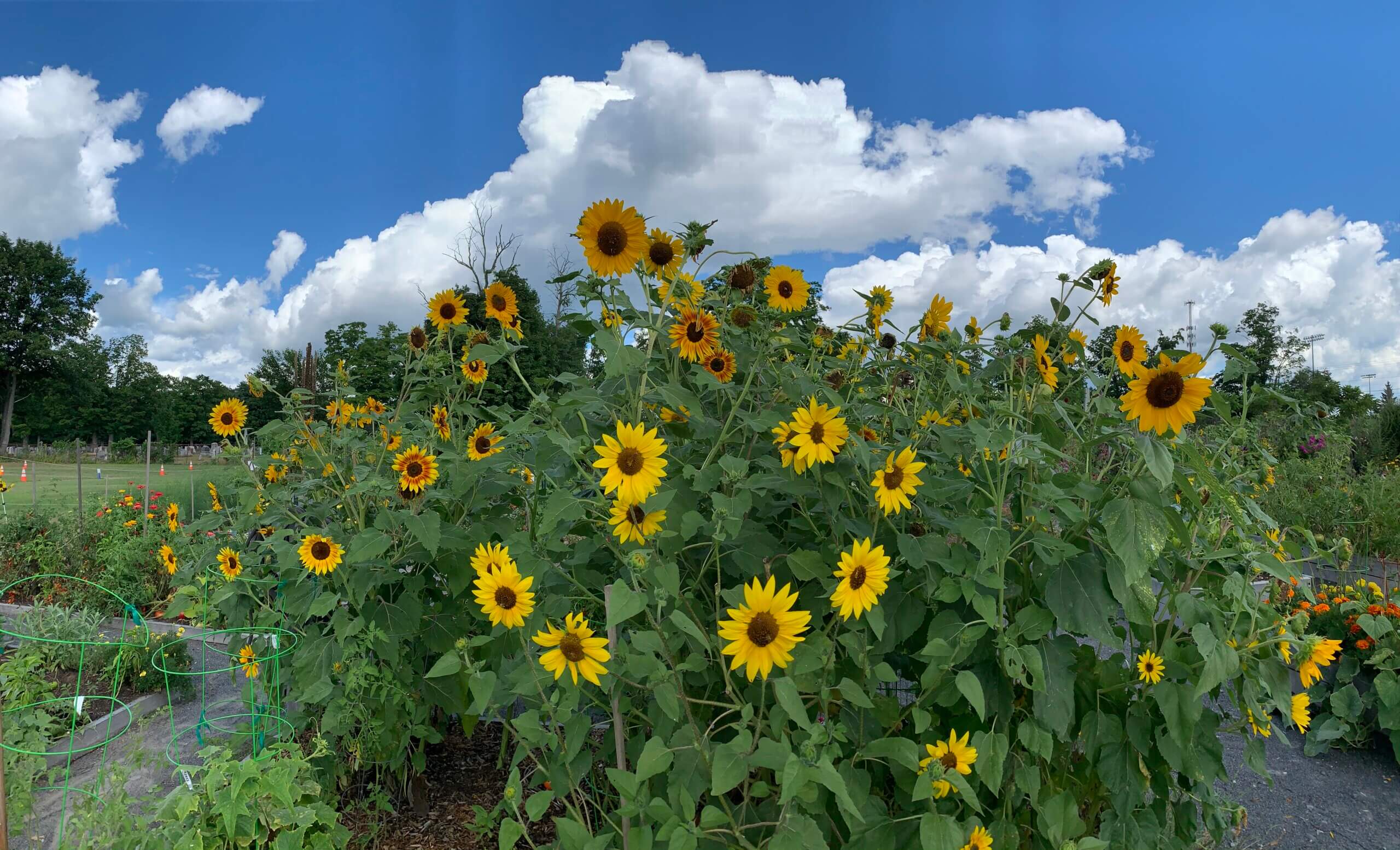 Welcome to the Team! – Pitney Meadows Community Farm