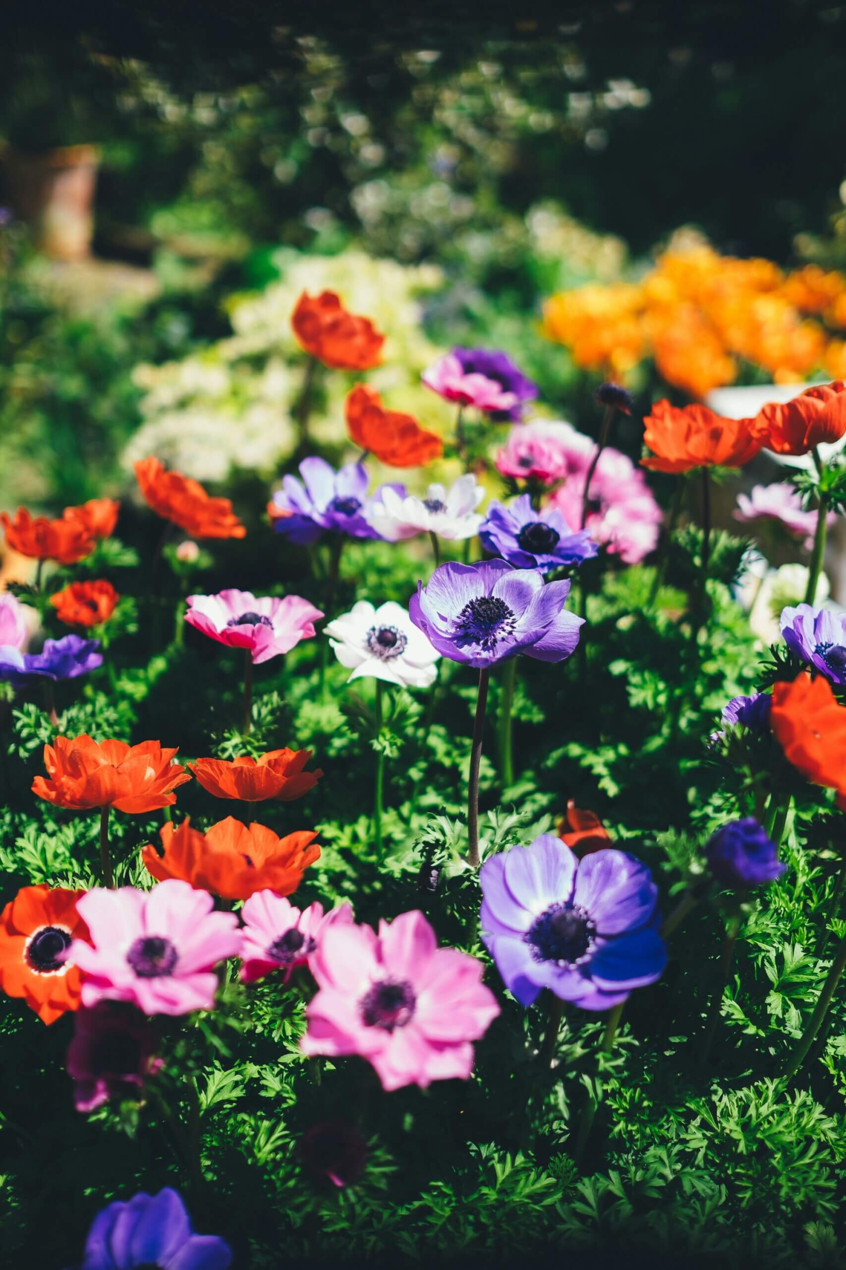 February Volunteer Spotlight: Berlin! – Pitney Meadows Community Farm